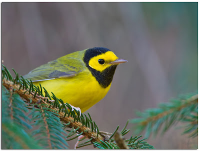 Owls & Others of Essex, MA: Fall Rarities - October 09, 2011