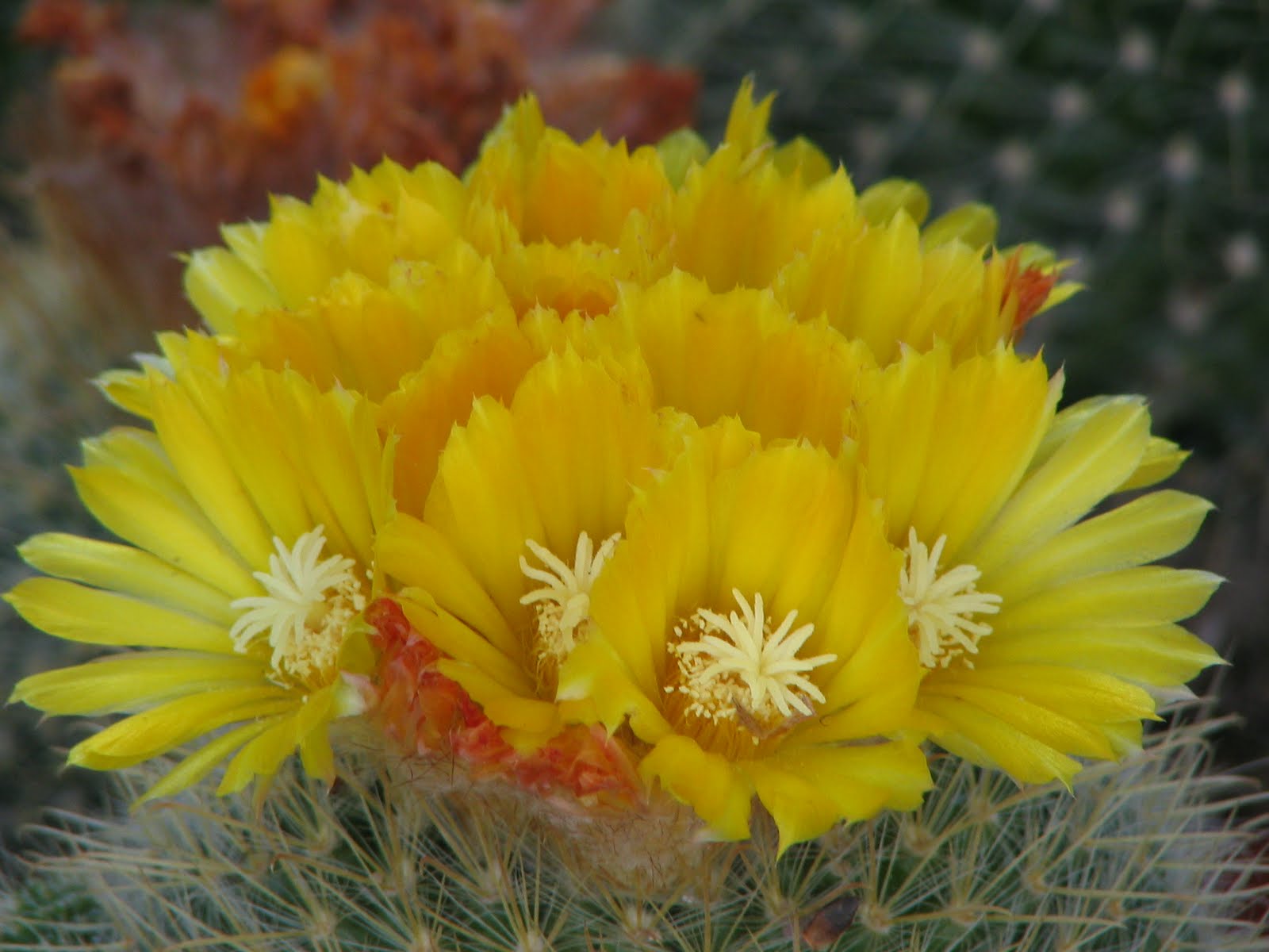 LA MULTI ANI, ROMANIA!: Flori de cactus