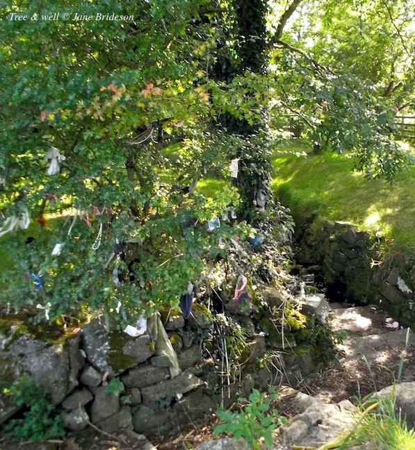 The Ever-Living Ones: Rag Trees