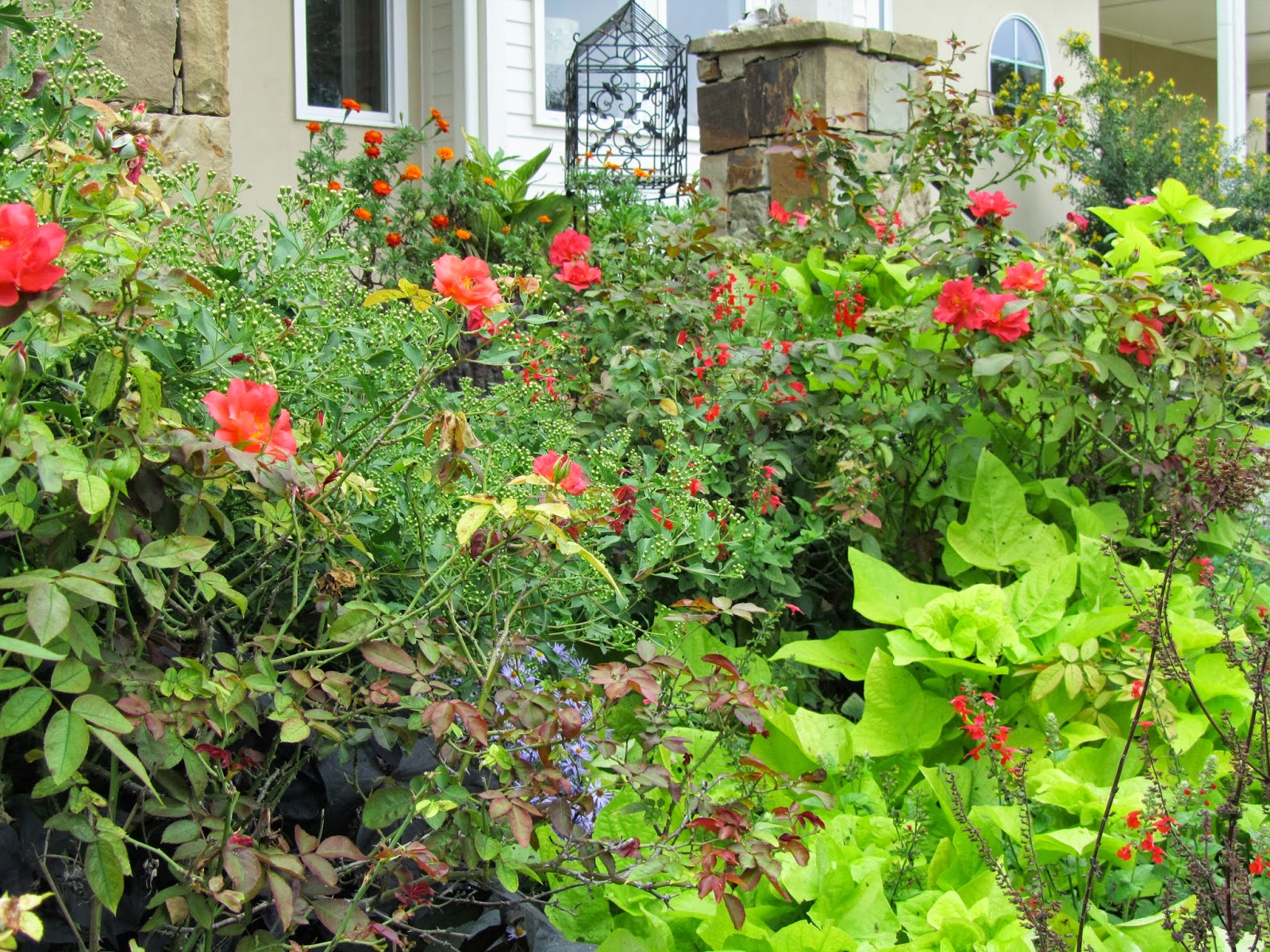 Hastypearl: South Texas Red Garden October Hastypearl