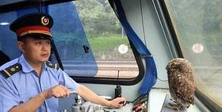 Nothing To Do With Arbroath: Train driver adopts baby owl he saved from ...