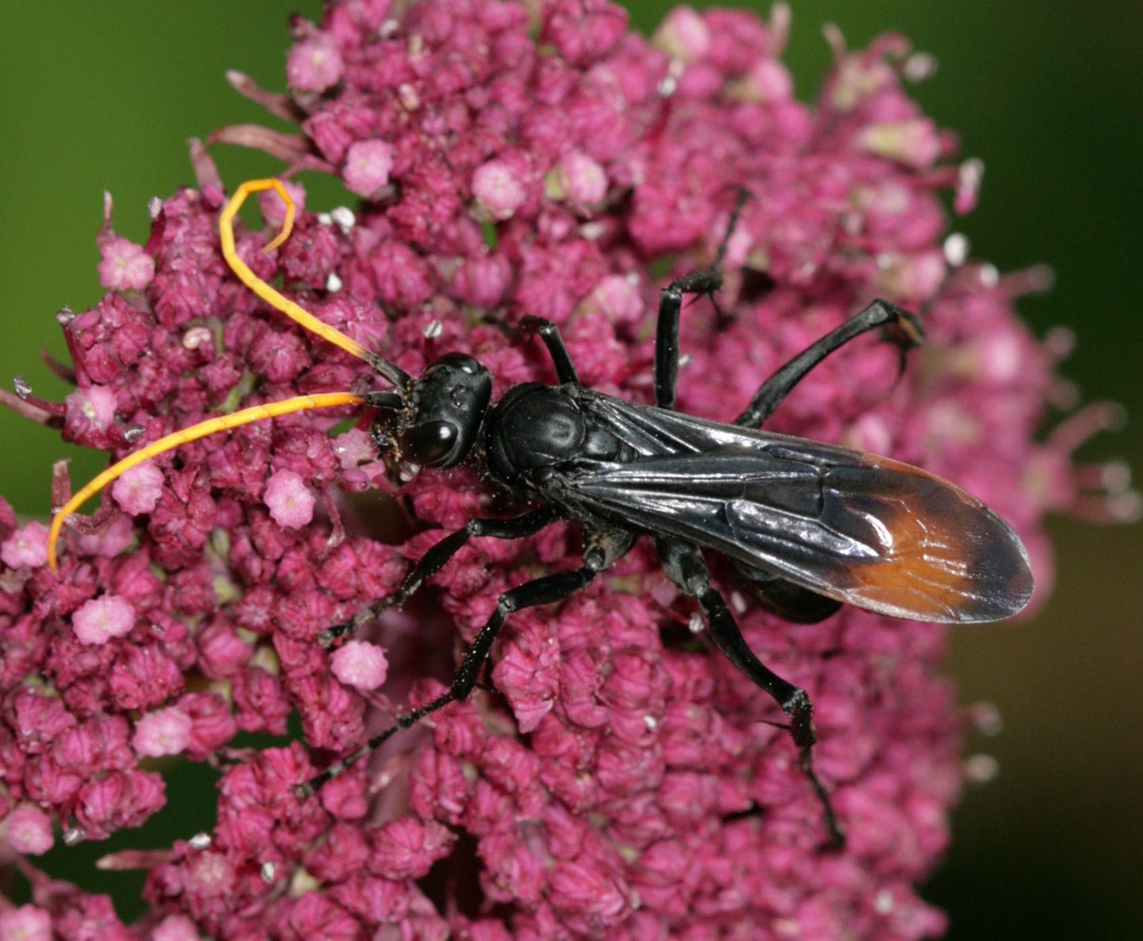 Real Monstrosities: Spider Wasp