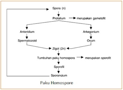 BIOLOGI GONZAGA: TEST KINGDOM PLANTAE 01