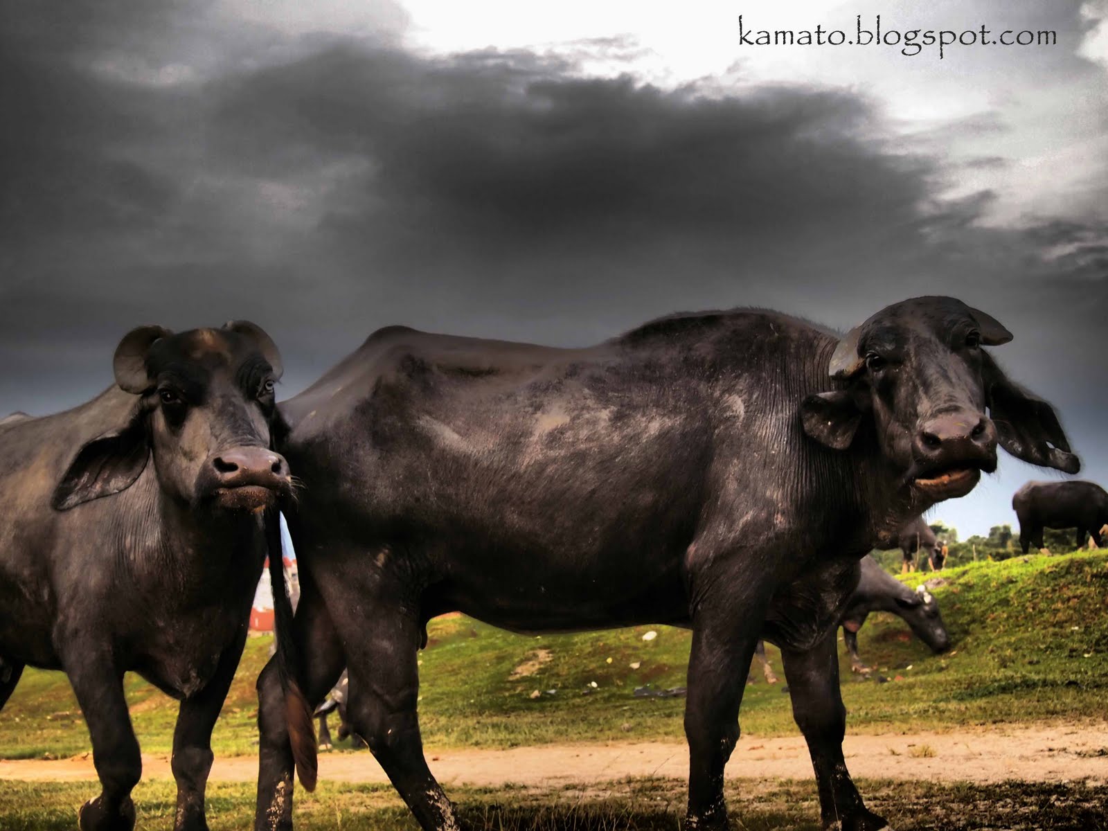 KAMATO: Lembu dan Perumahan