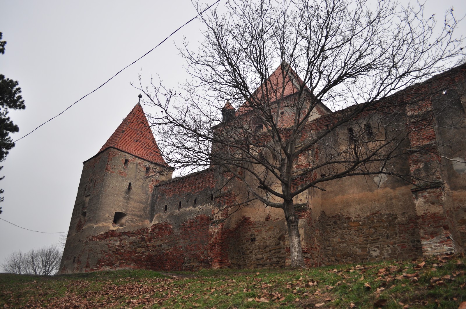 Poze, Natura, Animale, Plante, Romania, Valcea, Ionut Ungureanu