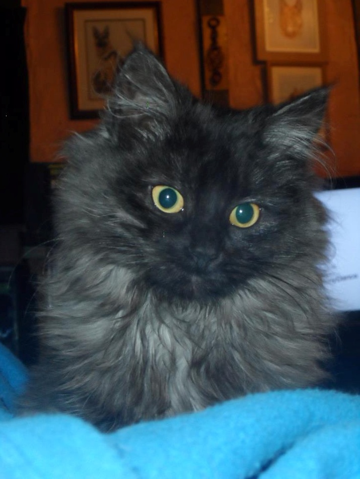 Tali's Tails: Black Smoke Cat