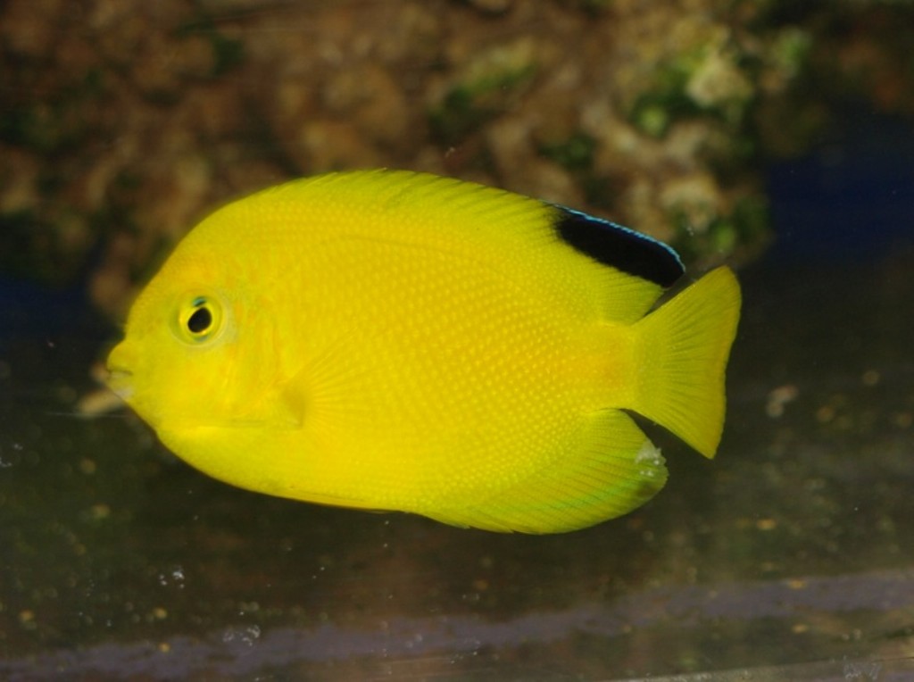 Fish Pictures: Herald's angelfish - Centropyge heraldi