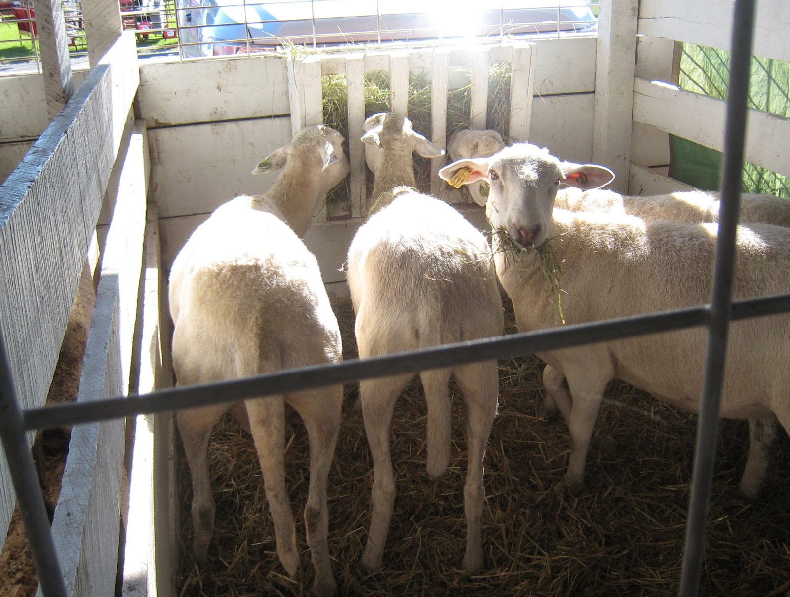 Growing a Tapestry: 2014 WI Sheep & Wool
