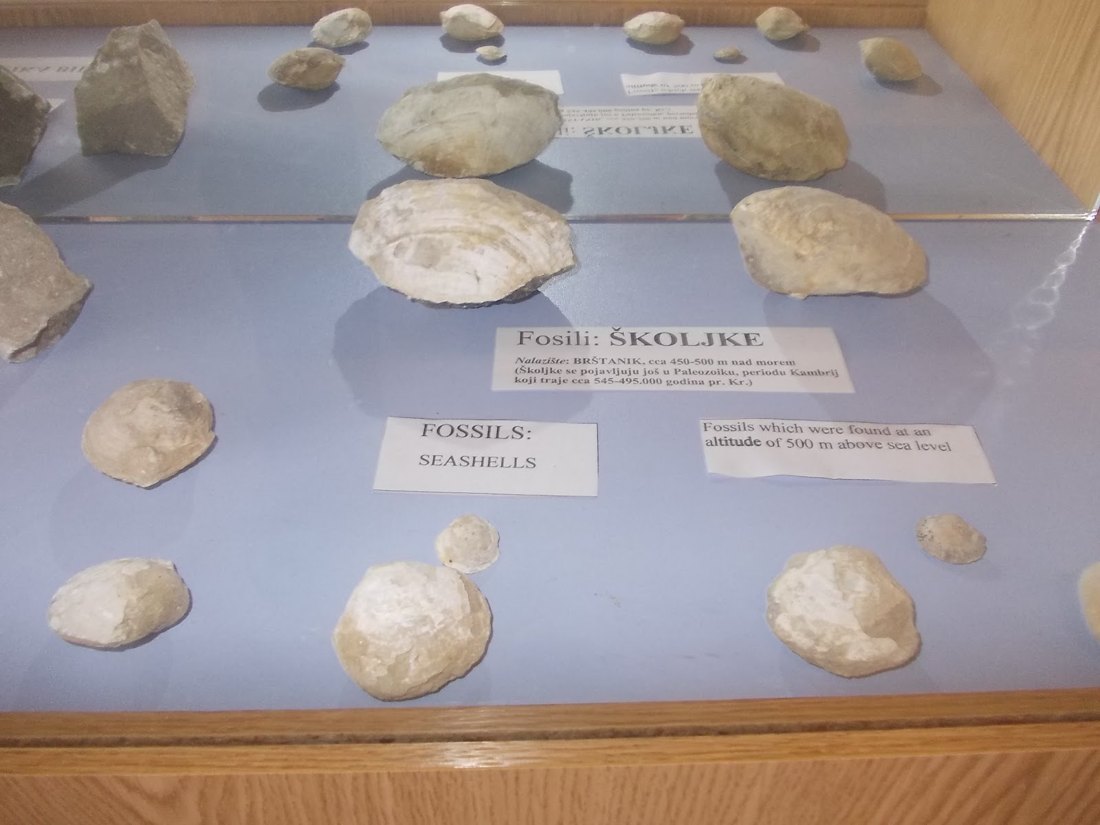 FOSILI - HERCEGOVINA: FOSILNE RIBE I FOSILNI POTENCIJAL NEUMSKOG KRAJA