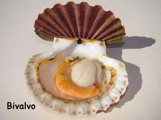 PHYLLUM MOLLUSCA - Biología General - La Ciencia al Desnudo