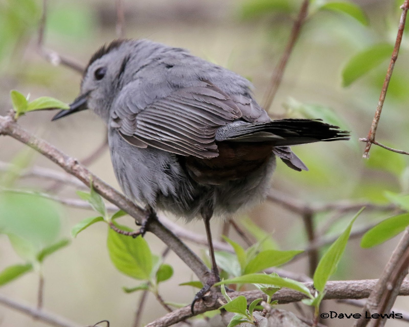 Birds from Behind : THE BIGGEST WEEK IN AMERICAN BIRDING...well maybe ...