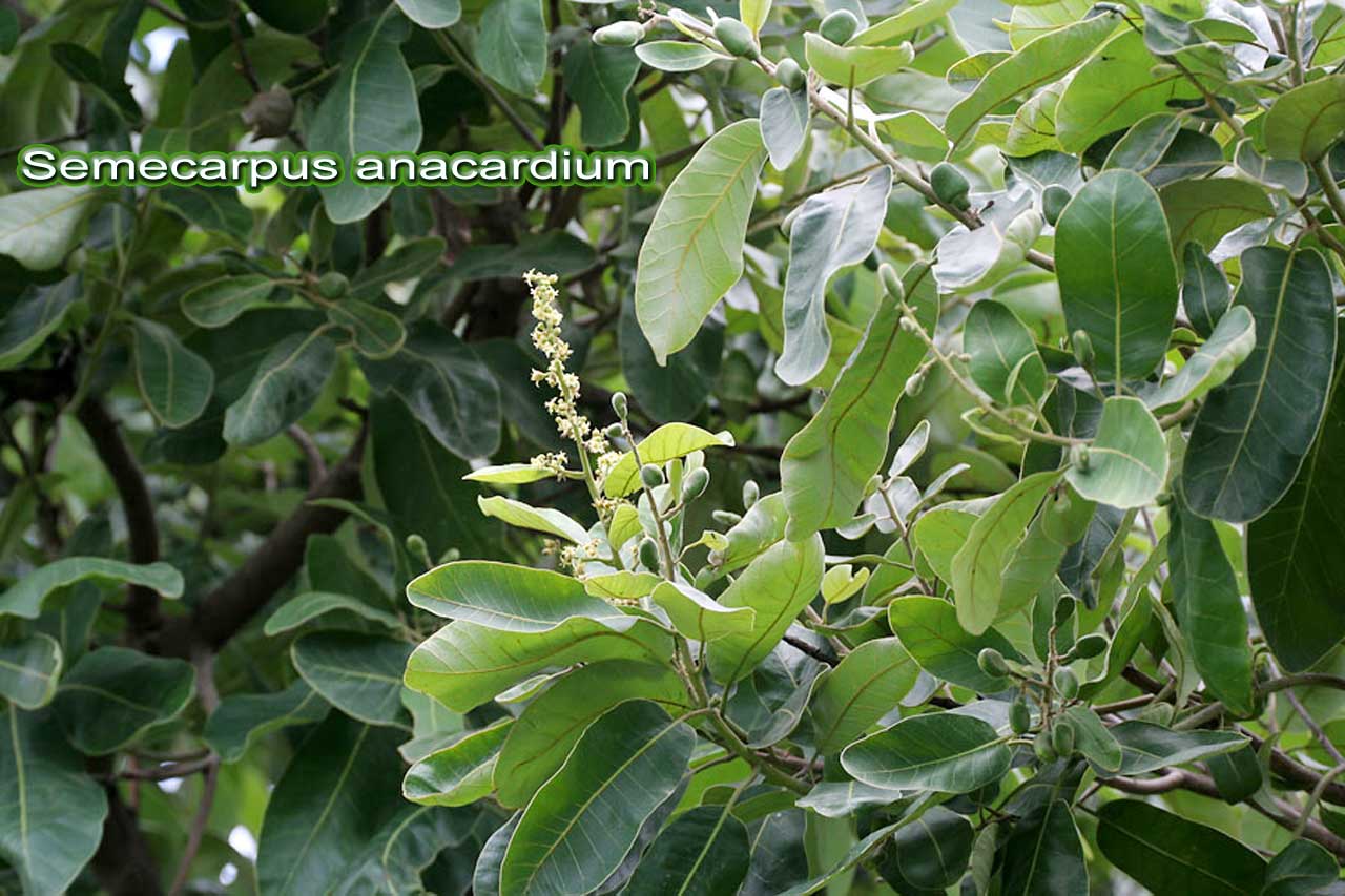 Medicinal Plants: Semecarpus anacardium - Bhallataka, Bhilawan