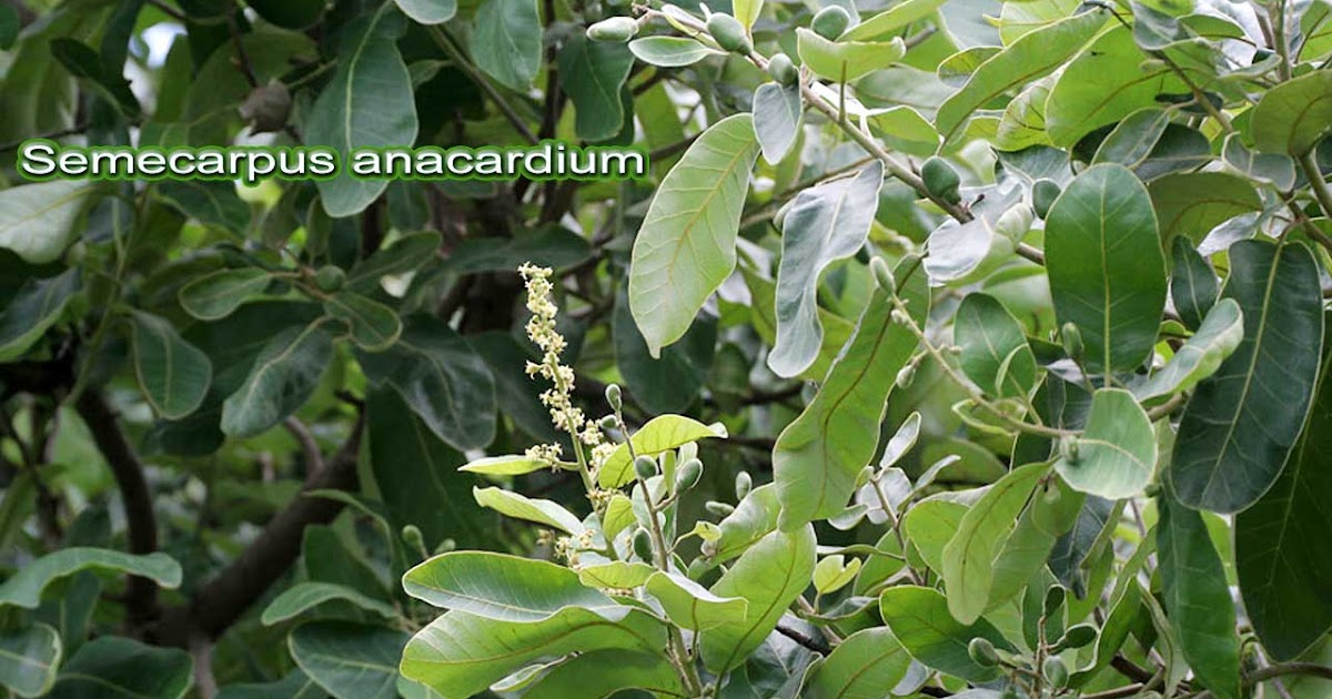 Medicinal Plants: Semecarpus anacardium - Bhallataka, Bhilawan