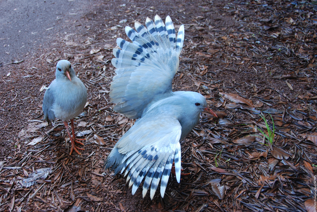 A l'autre bout du monde... La Nouvelle Calédonie: La Faune en Photos