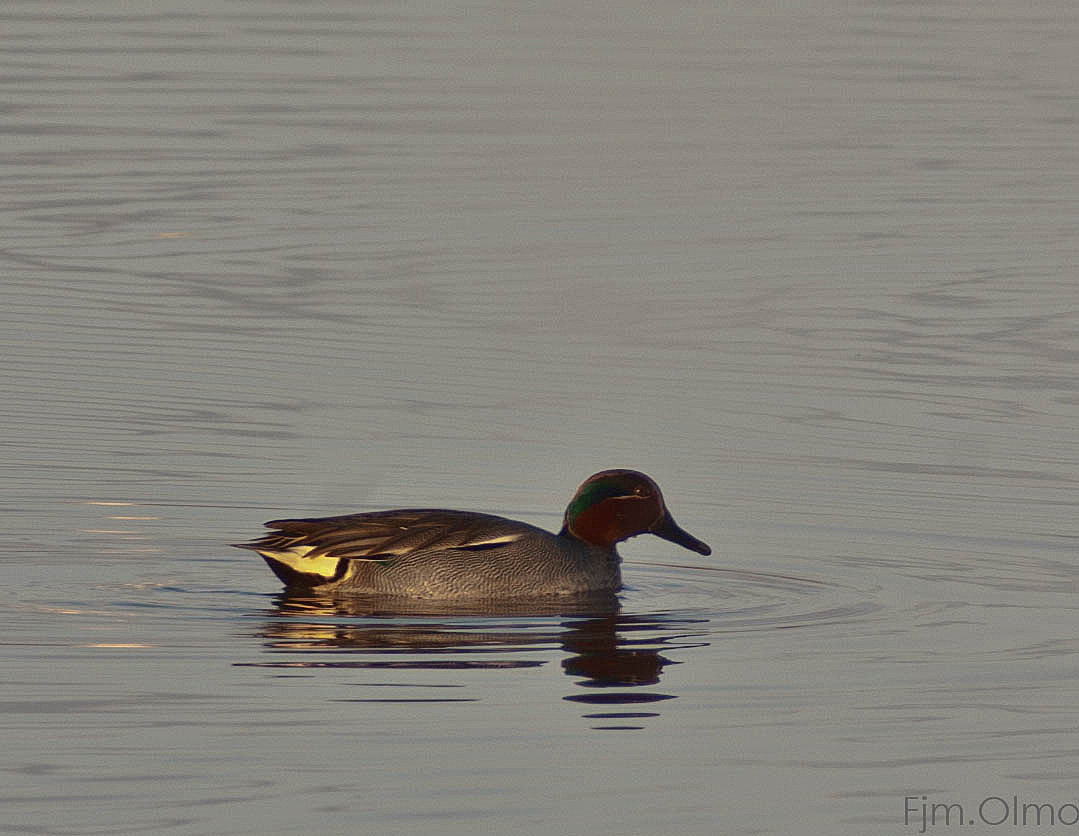 HEGAZTIKLIK: CERCETA COMÚN (Anas crecca)