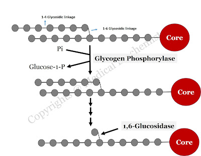 Glycogen synthesis and Breakdown Pathway: Biochemistry, Microbiology