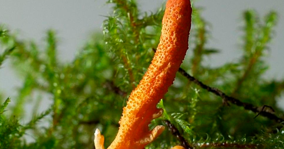 Historia del Hongo Cordyceps