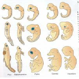 BIOLOGIA : GENÈTICA - EMBRIOLOGIA