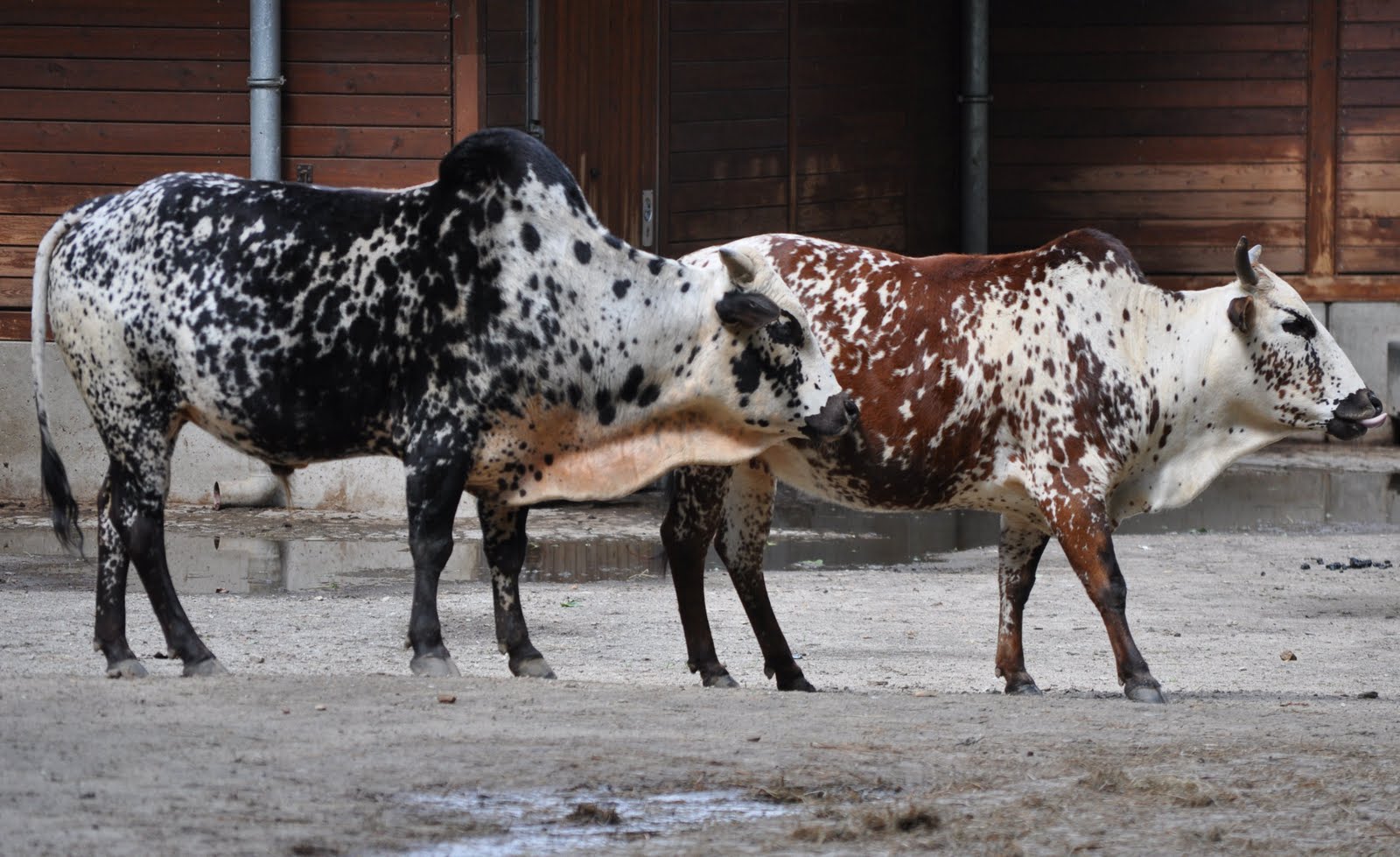 ZOOTOGRAFIANDO (6.096 ANIMALS): TORO, VACA, BUEY, WATUSI, CEBÚ / BULL ...