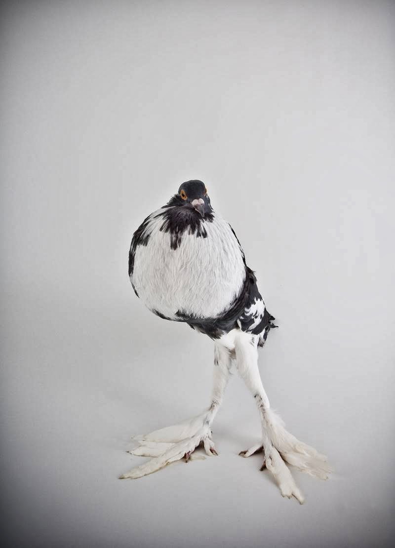 Darwin’s Pigeons | Photographs by Richard Bailey
