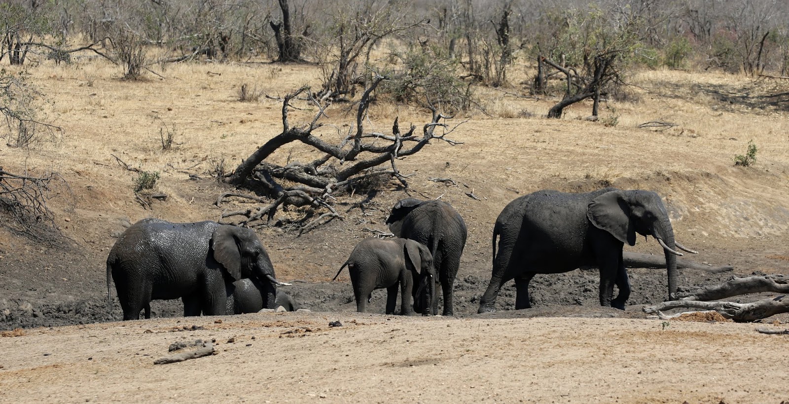 Worldbirder: Clare & Rowan's Africa trip!