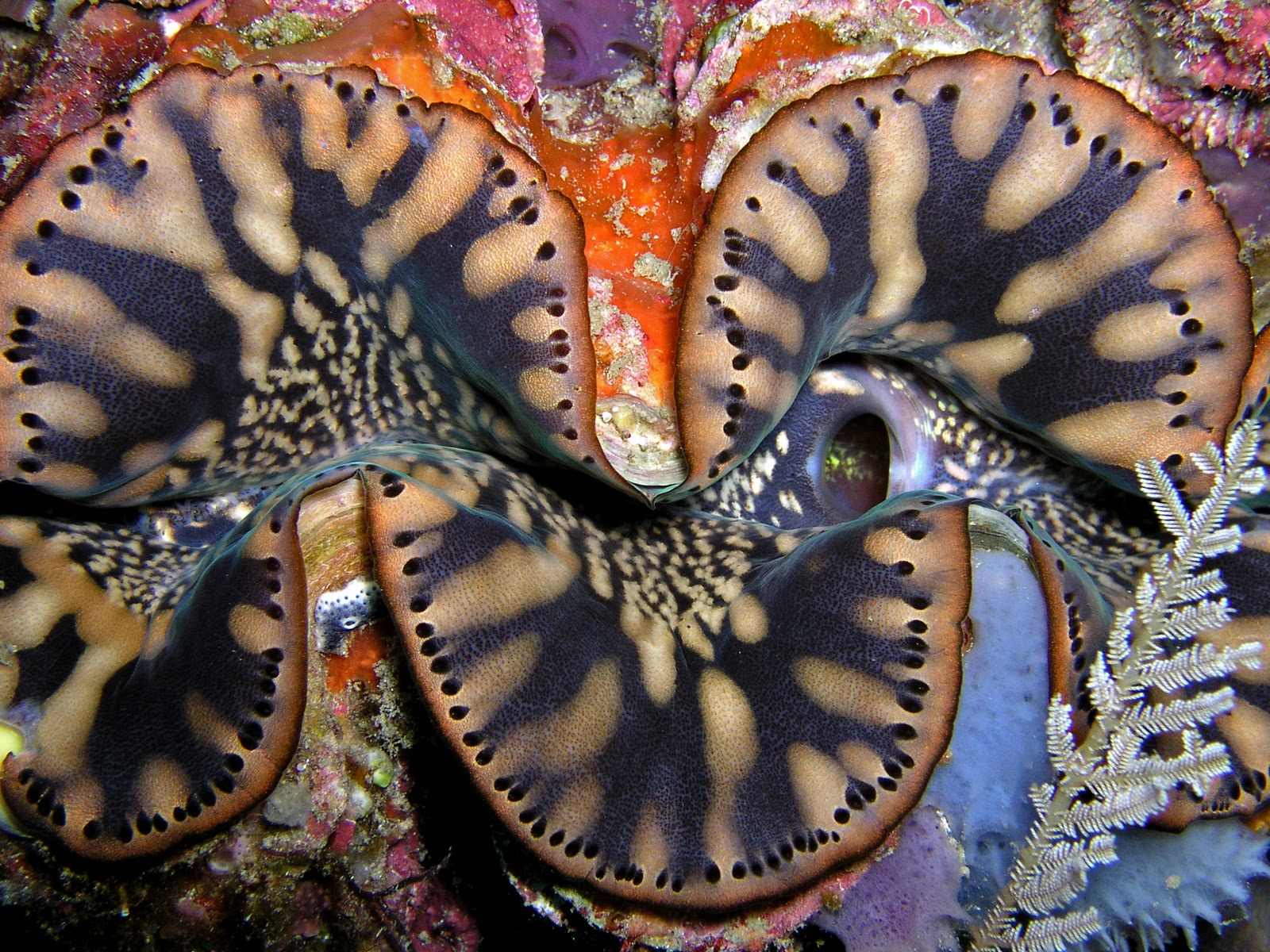 Giant Clam | Wildlife | The Wildlife