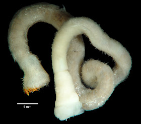 Real Monstrosities: Aplacophora