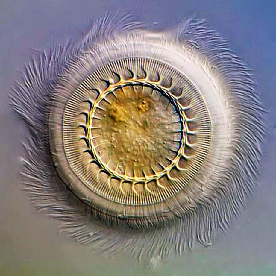 Microscopic Parasites
