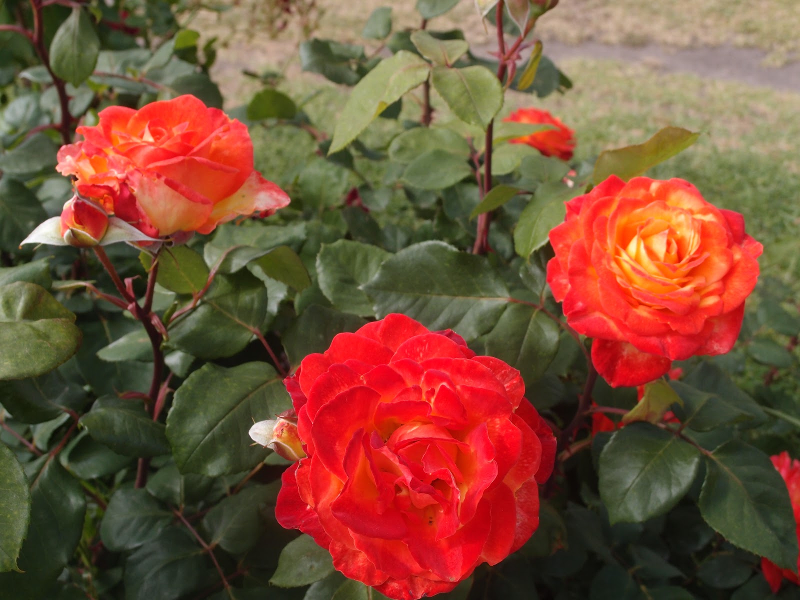 Welcome to my Adventures... Arlene Dose Advocat