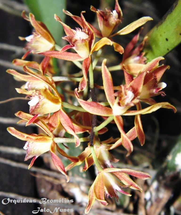 ORQUÍDEAS * BROMÉLIAS: 231 - Orquídea: Macradenia Multiflora