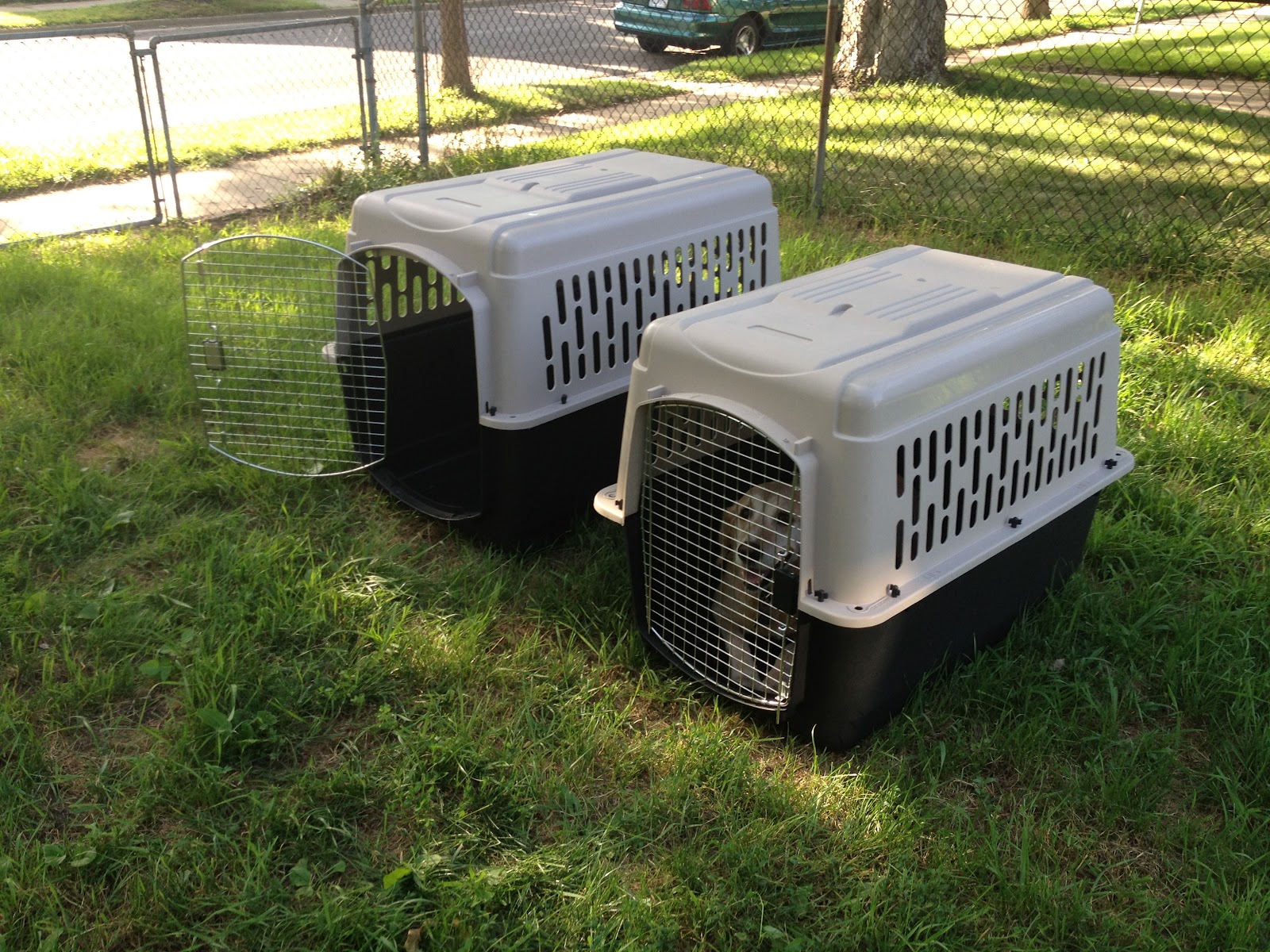 Such Good Dogs: Kennel Training