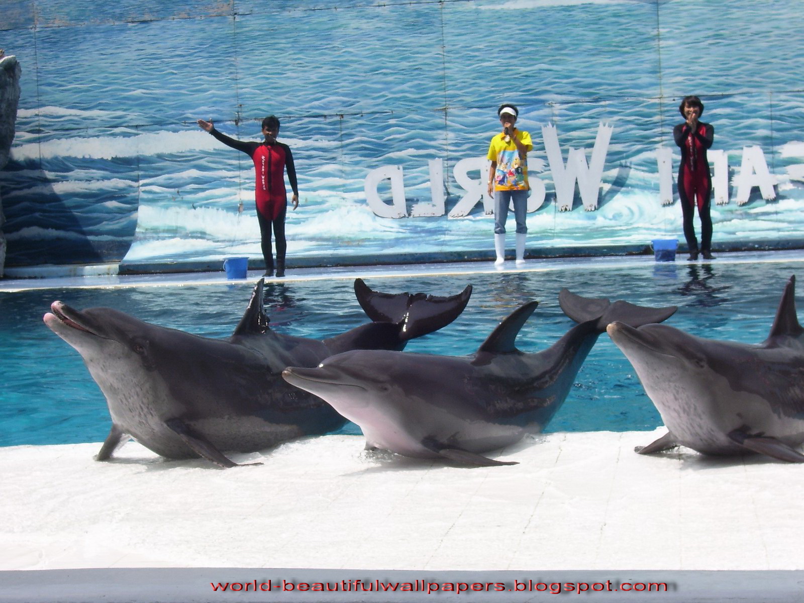 Beautiful Dolphins | Zone Wallpaper Backgrounds