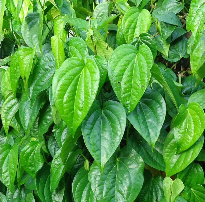 Welcome Toko Tenabang :): Yuk Kenalan dengan Sirih, Tanaman Merambat ...