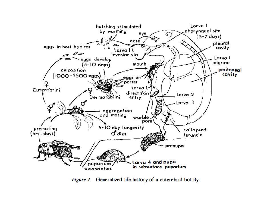 Its about the ecology, silly!: A parasite more disgusting than ticks