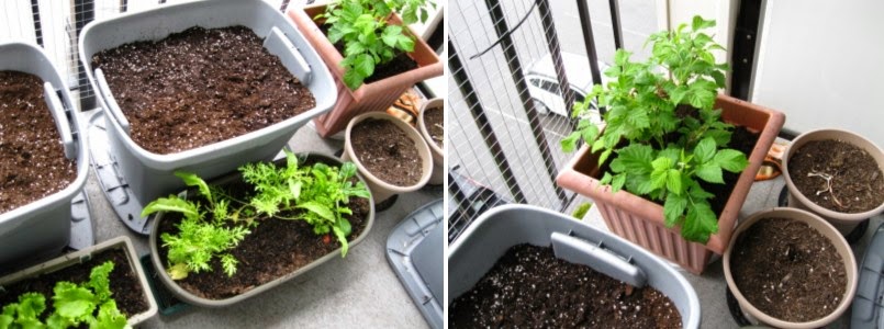 Balcony of Eden: Tips for Growing Raspberries