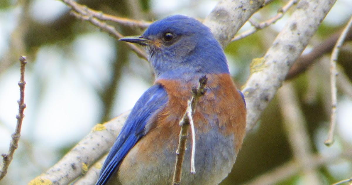 Geotripper's California Birds: Western Bluebirds Continue as One of the ...
