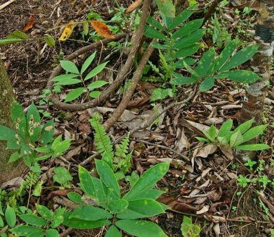 TUMBUHAN TUBA PERACUN IKAN DAN SERANGGA - Pustaka Ilmu