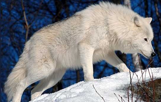 Animals Plants Rainforest: Arctic Wolf (Canis lupus arctos)