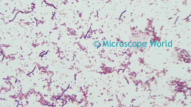 Microscope World Blog: Bacteria Under the Microscope with Different ...