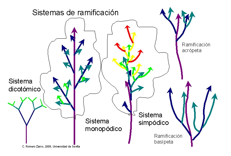MORFOLOGÍA DEL TALLO