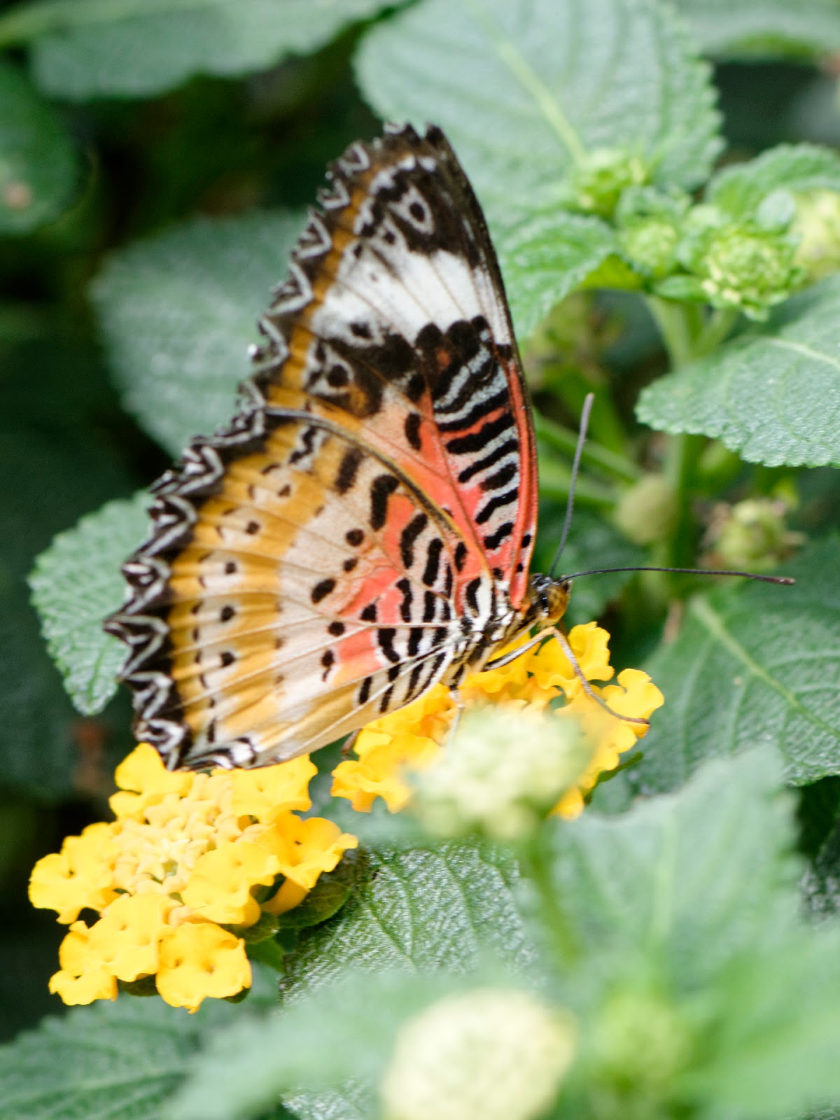 Macrophoto plaisir passion