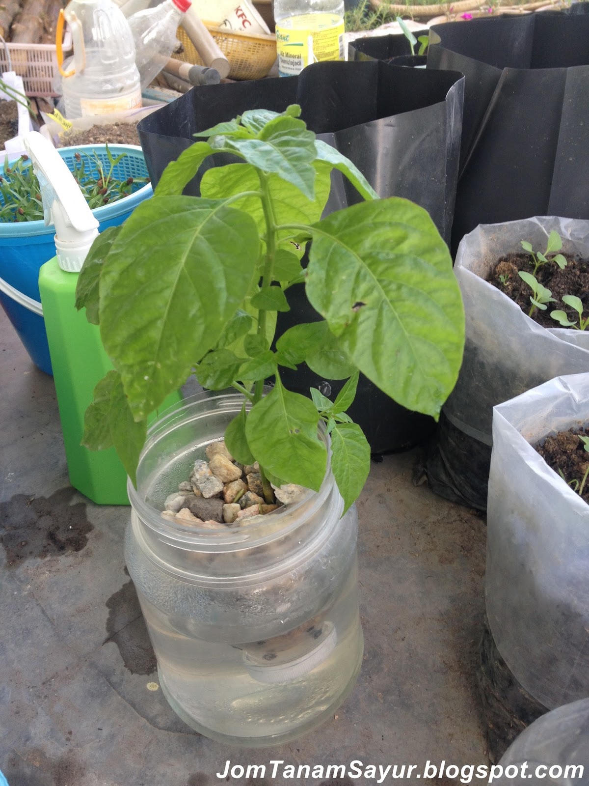 Jom Tanam Sayur ( JTS ) : Jom Tanam Sayur - DIY NutriPotJom Tanam Sayur ...