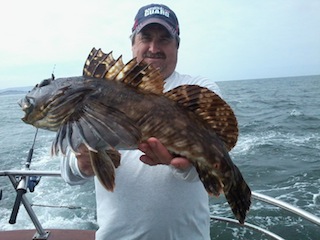 Big Fishes of the World: CABEZON (Scorpaenichthys marmoratus)