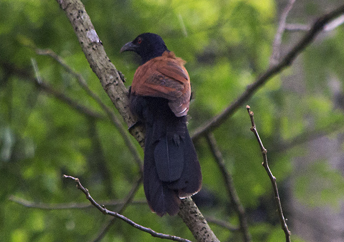 Birds of Hailakandi: a Pictorial note