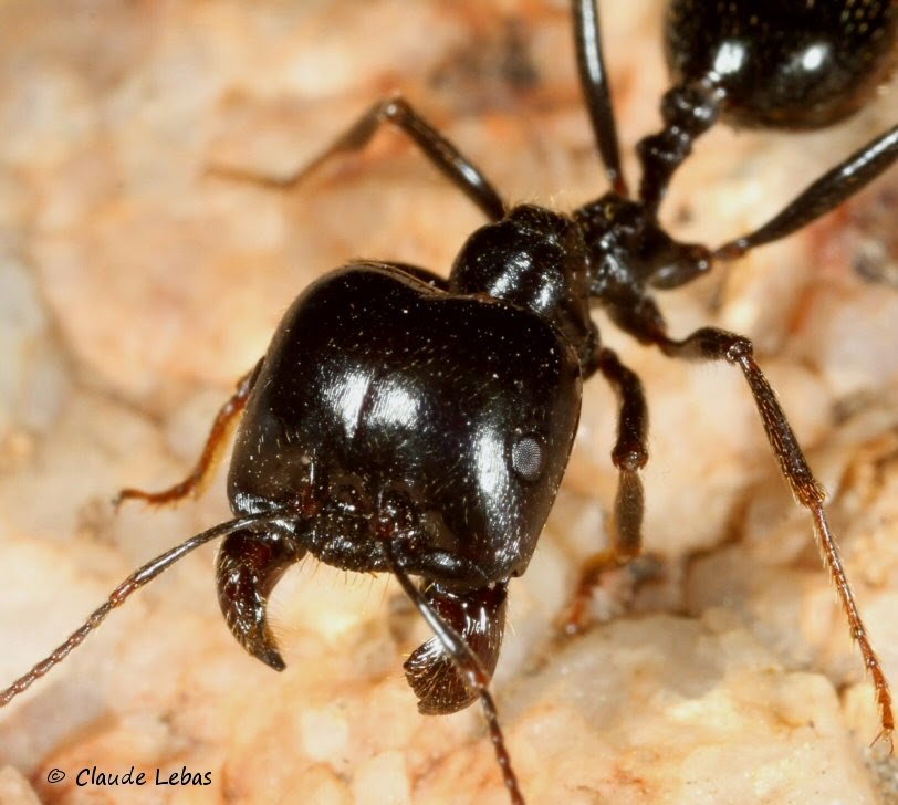 fourmis du genre Messor