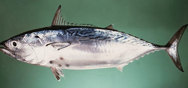 YAZILI ORKİNOS, GOBENE (TOMBİK), UZUN KANAT ORKİNOS (TULİNA) AVCILIĞI ...