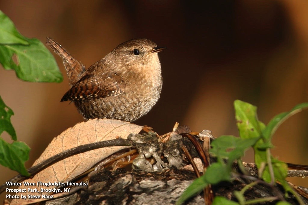 The City Birder: Friday's Foto