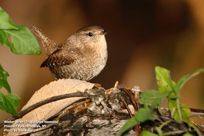 The City Birder: Friday's Foto