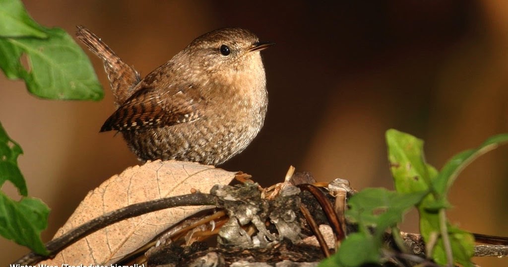 The City Birder: Friday's Foto