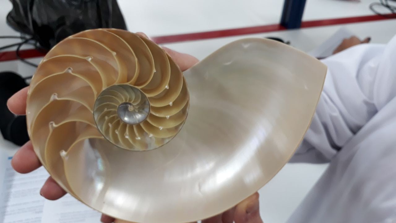 Mates y Moluscos, los dos empiezan por "M"